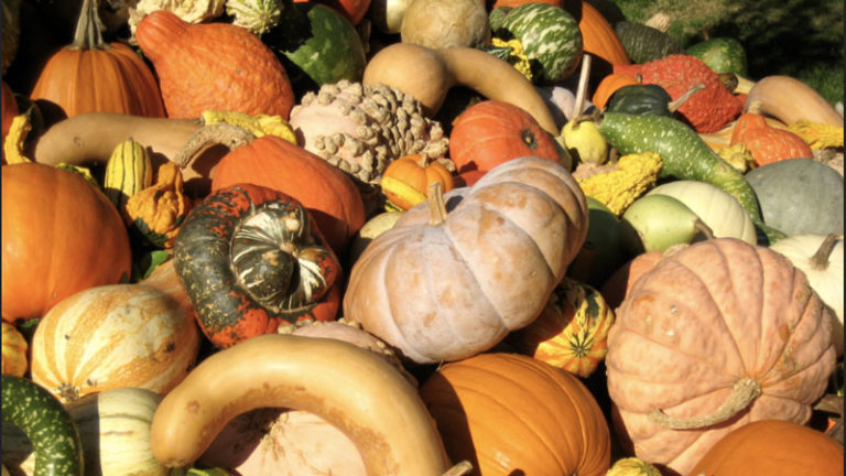 La saison des courges est lancée ! - Le blog de la Brigade